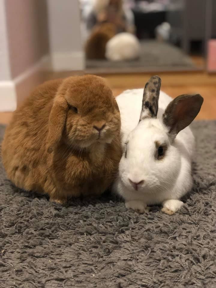 Rabbit Anatomy and Physiology (vet) | Learn with us